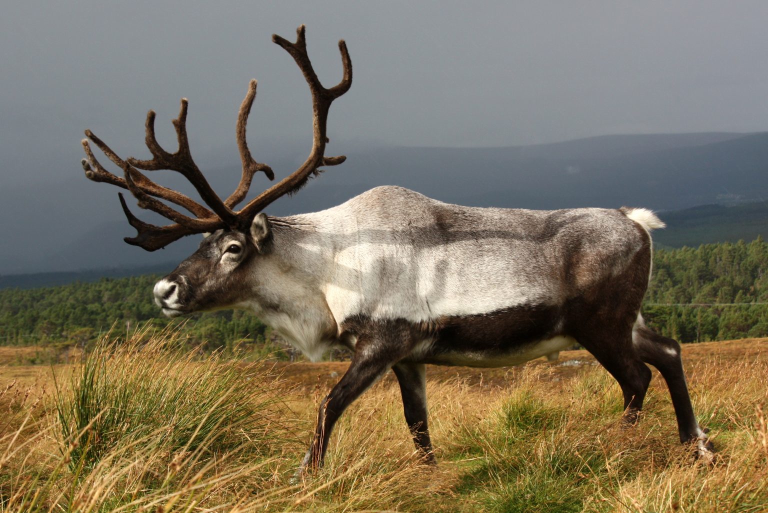 Blog - The Cairngorm Reindeer Herd