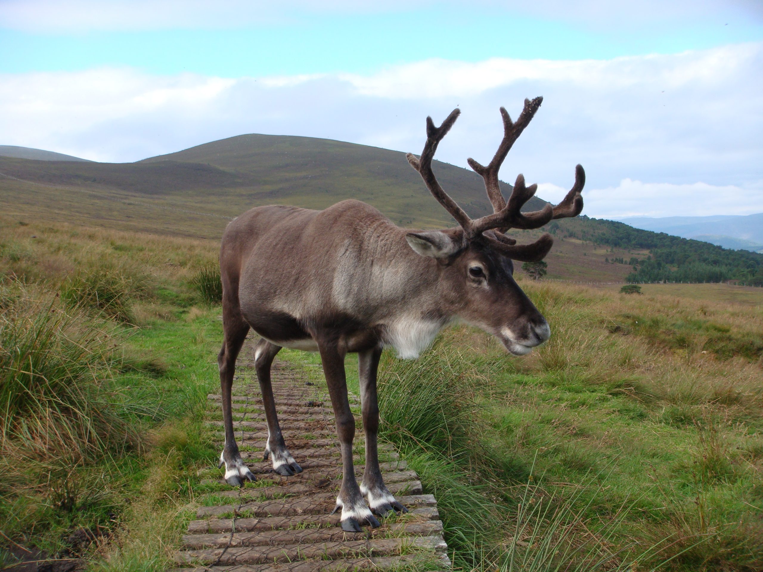 Elvis – the oldest male reindeer in the herd - The Cairngorm Reindeer Herd