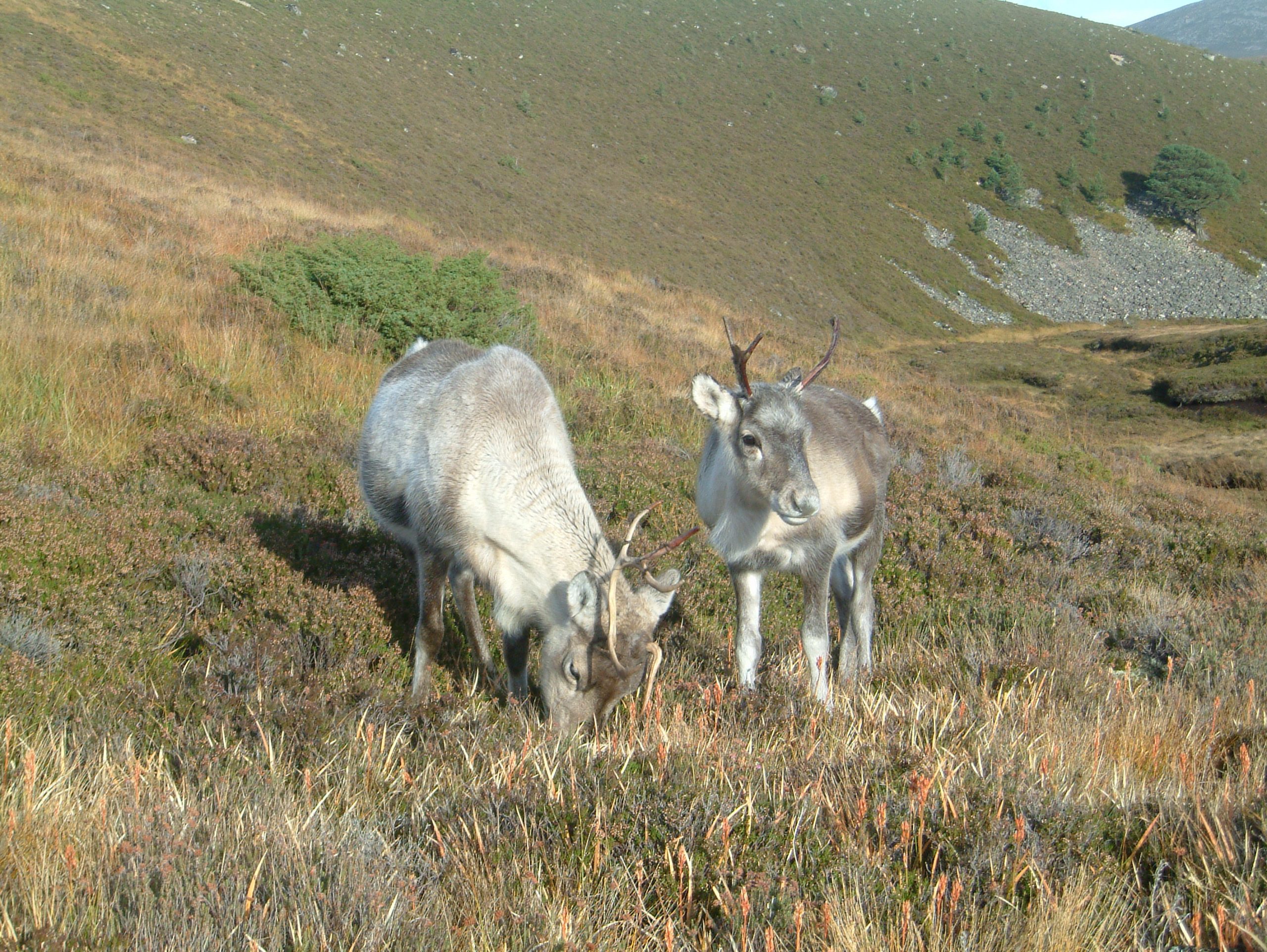 Elvis – the oldest male reindeer in the herd - The Cairngorm Reindeer Herd