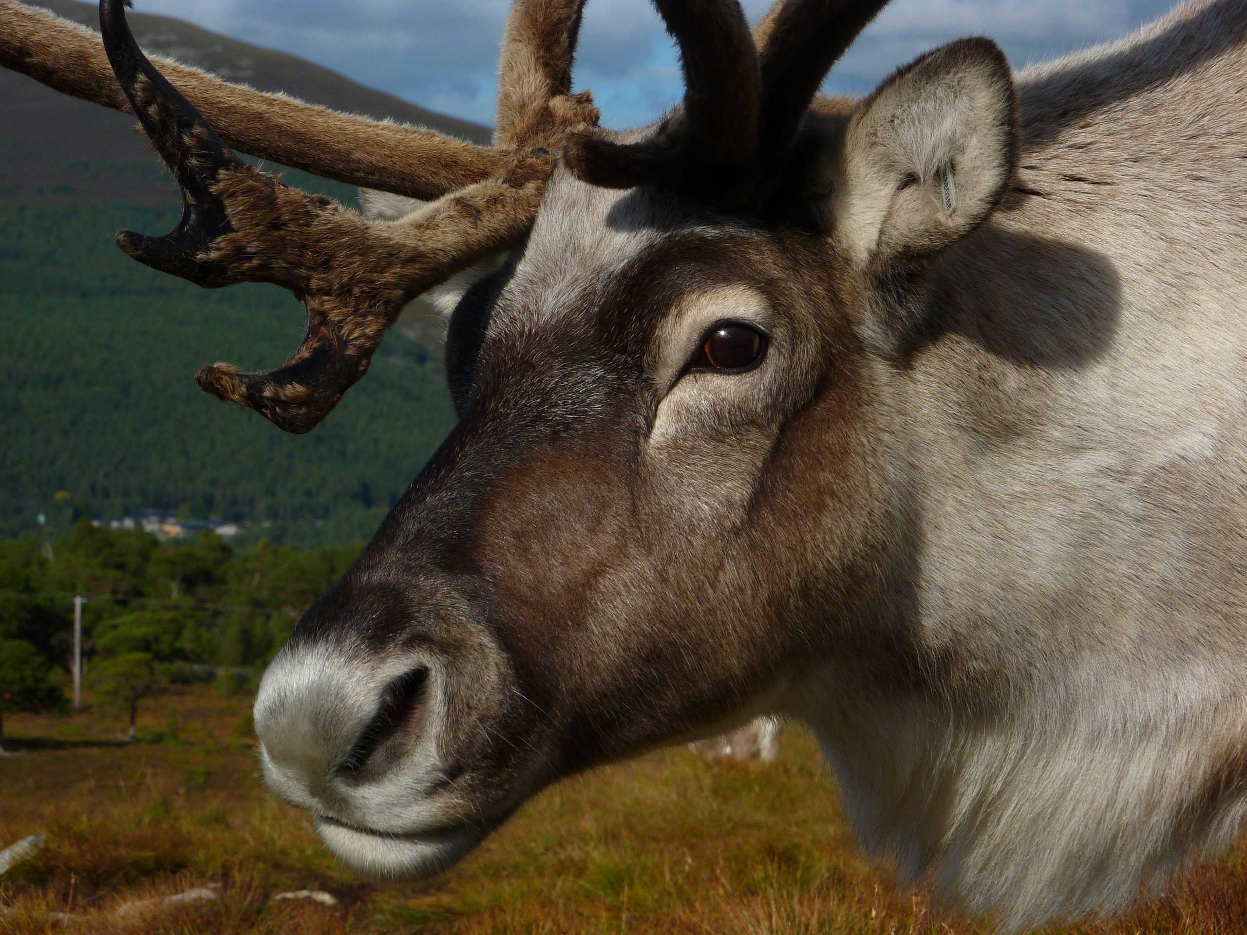 Elvis – the oldest male reindeer in the herd - The Cairngorm Reindeer Herd