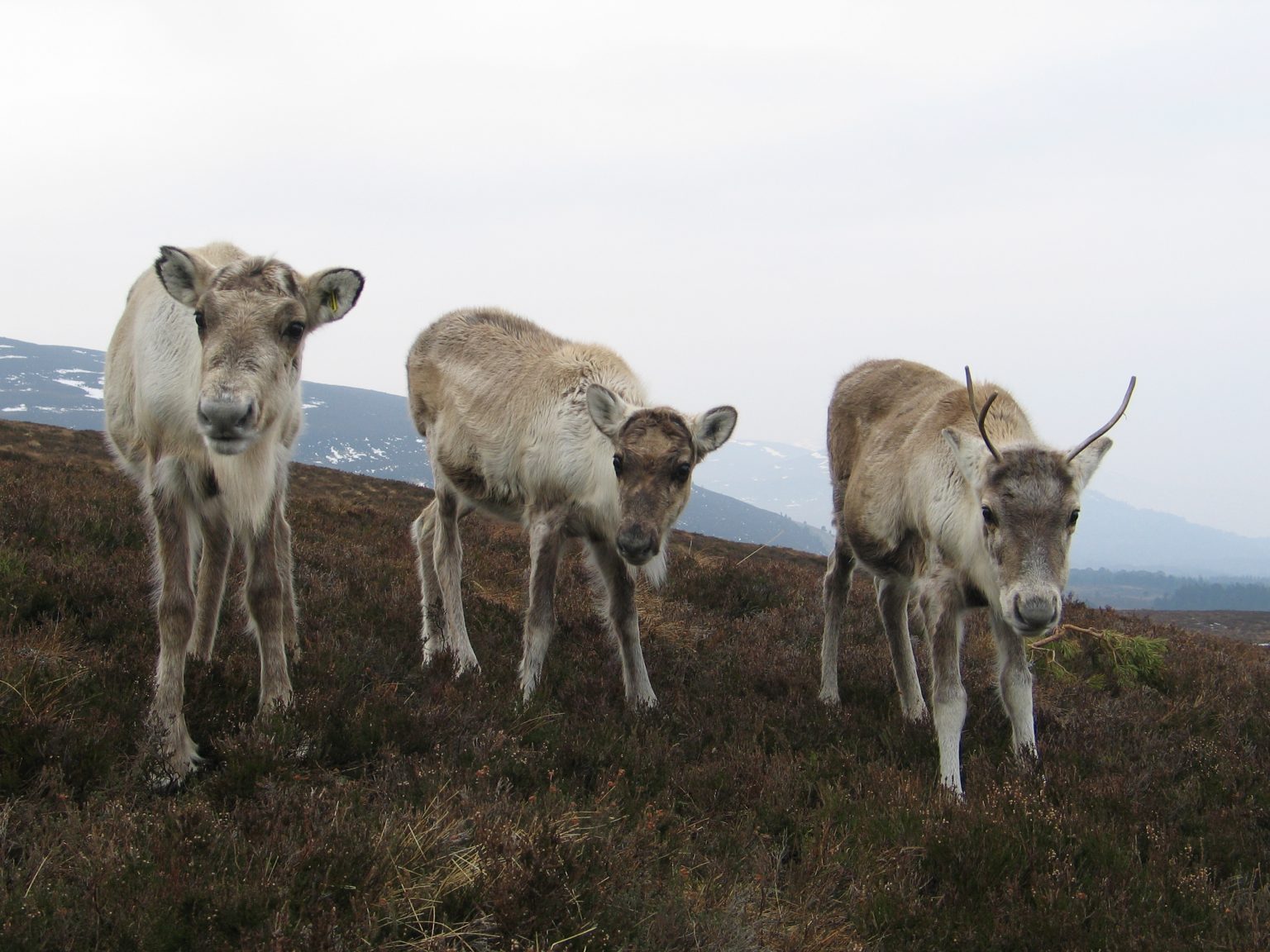 Blog - The Cairngorm Reindeer Herd