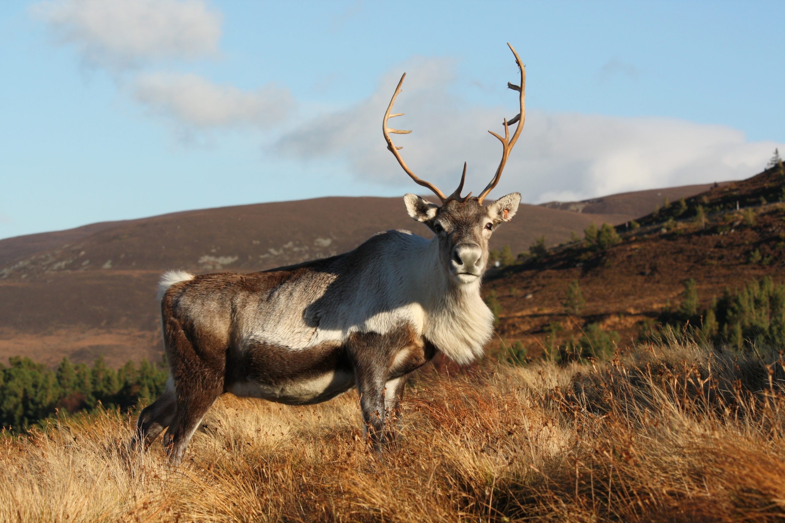 Elvis – the oldest male reindeer in the herd - The Cairngorm Reindeer Herd