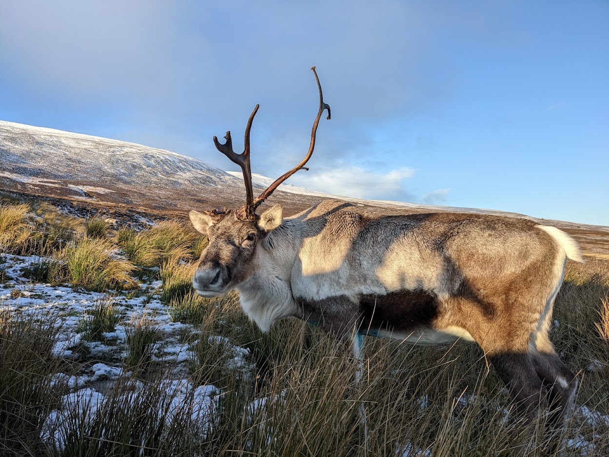 Elvis – the oldest male reindeer in the herd - The Cairngorm Reindeer Herd