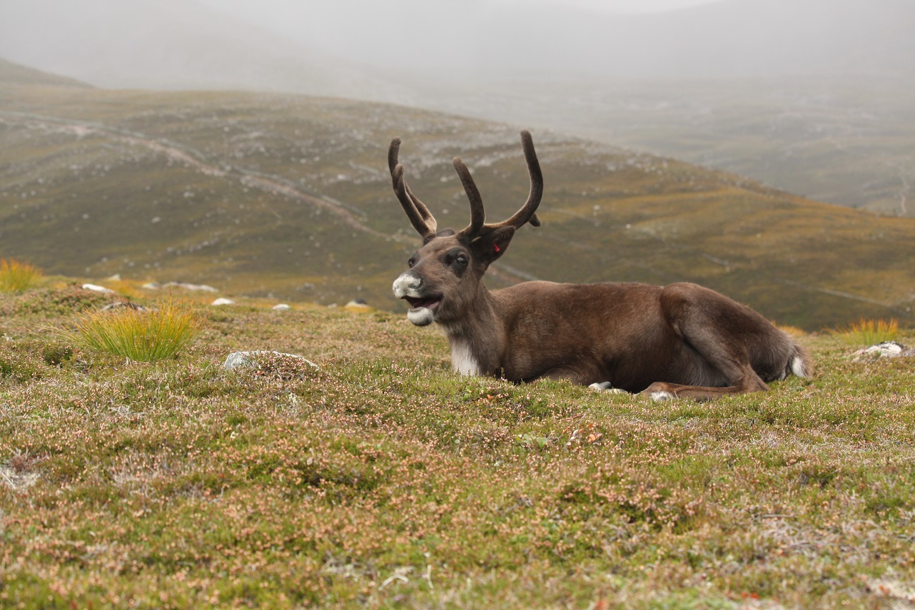 Yawning Reindeer - The Cairngorm Reindeer Herd