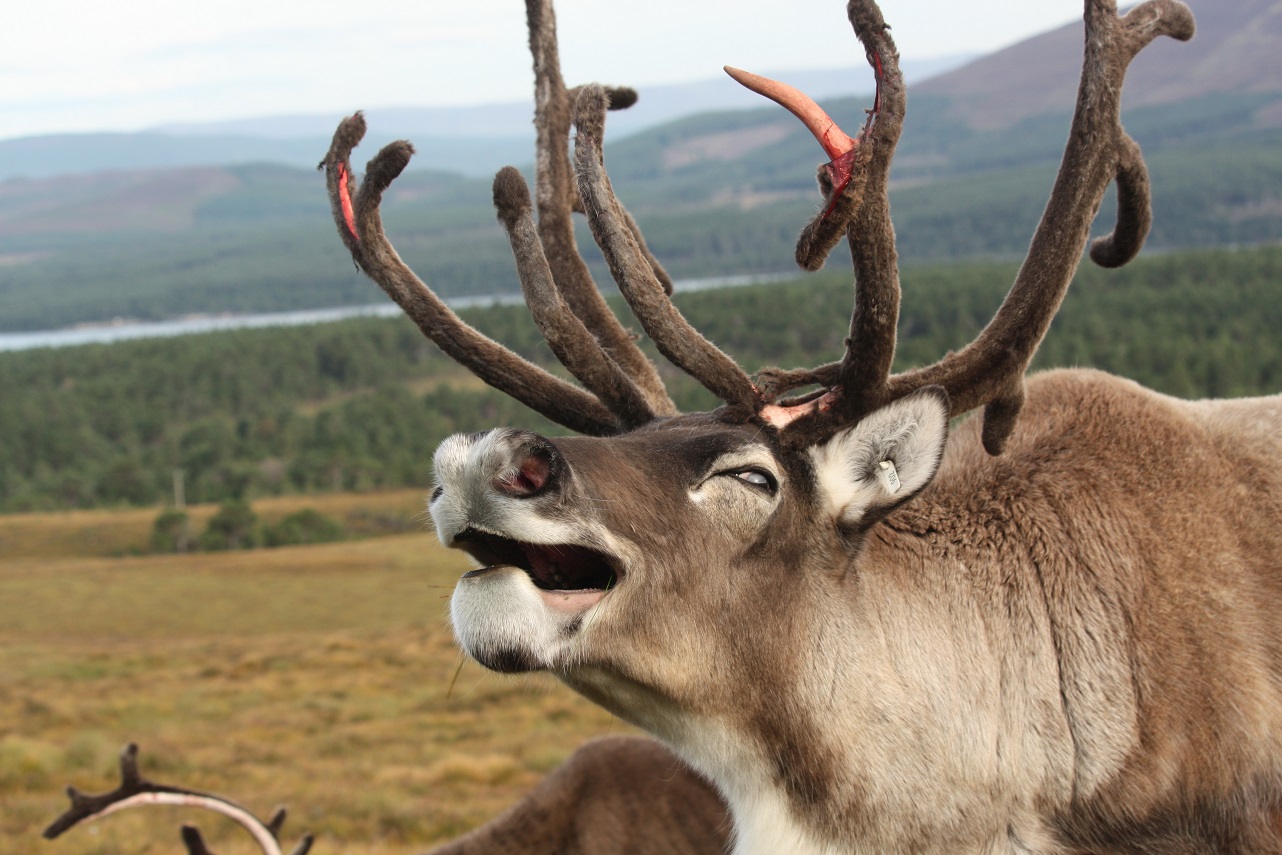 Yawning Reindeer - The Cairngorm Reindeer Herd