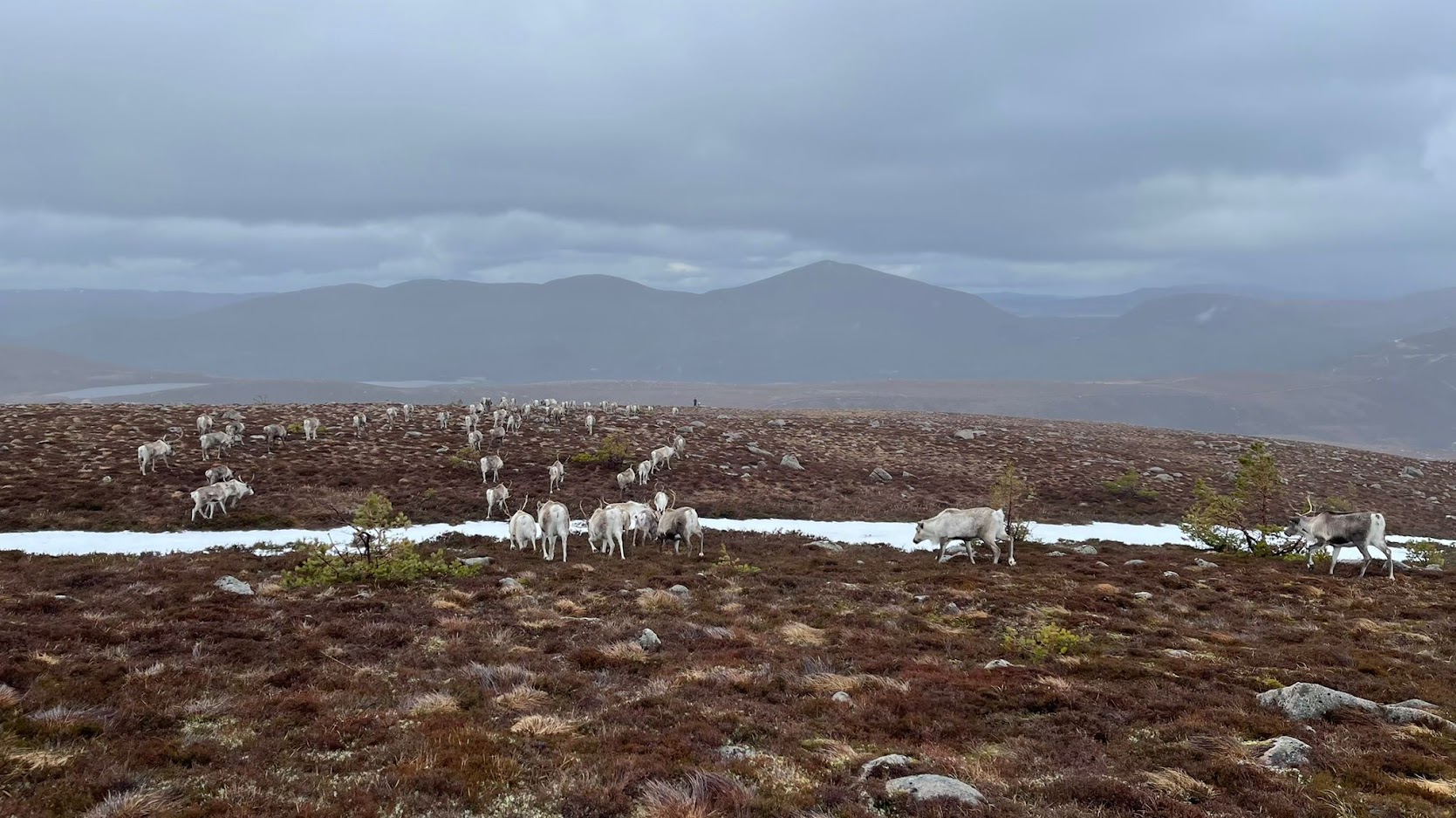 A typical day in the life of a reindeer herder - The Cairngorm Reindeer ...