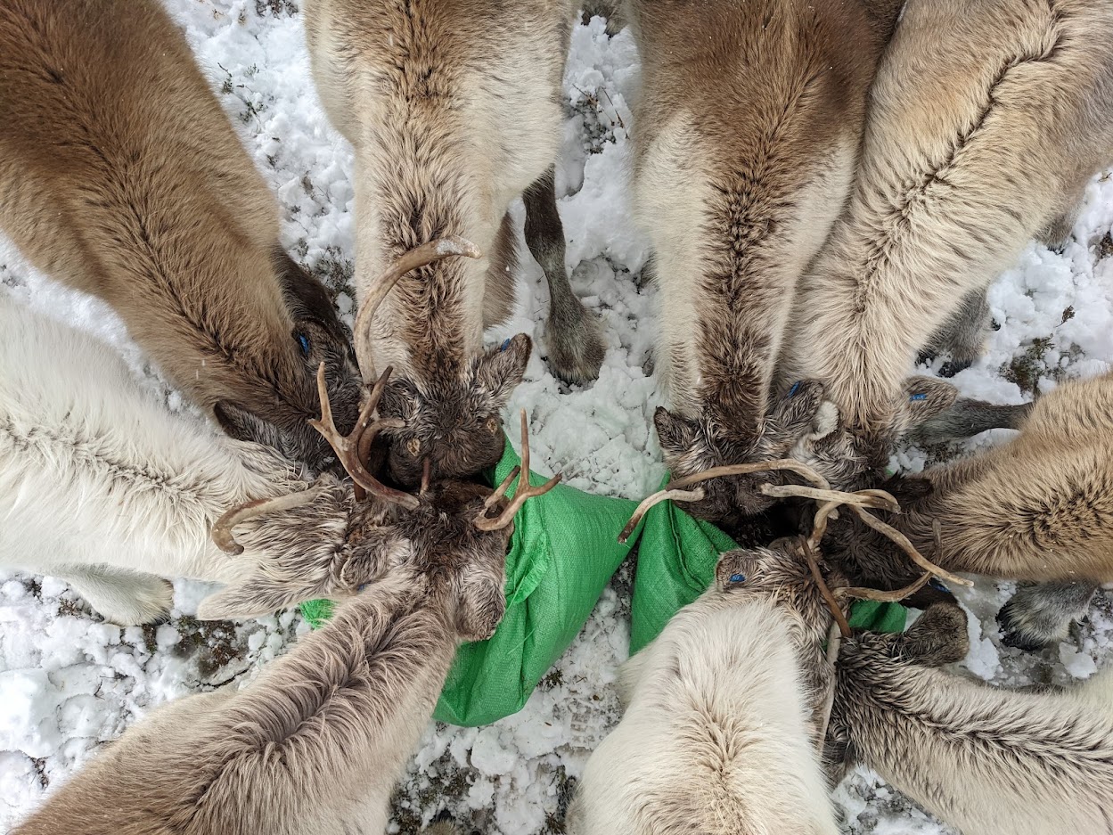 A typical day in the life of a reindeer herder - The Cairngorm Reindeer ...
