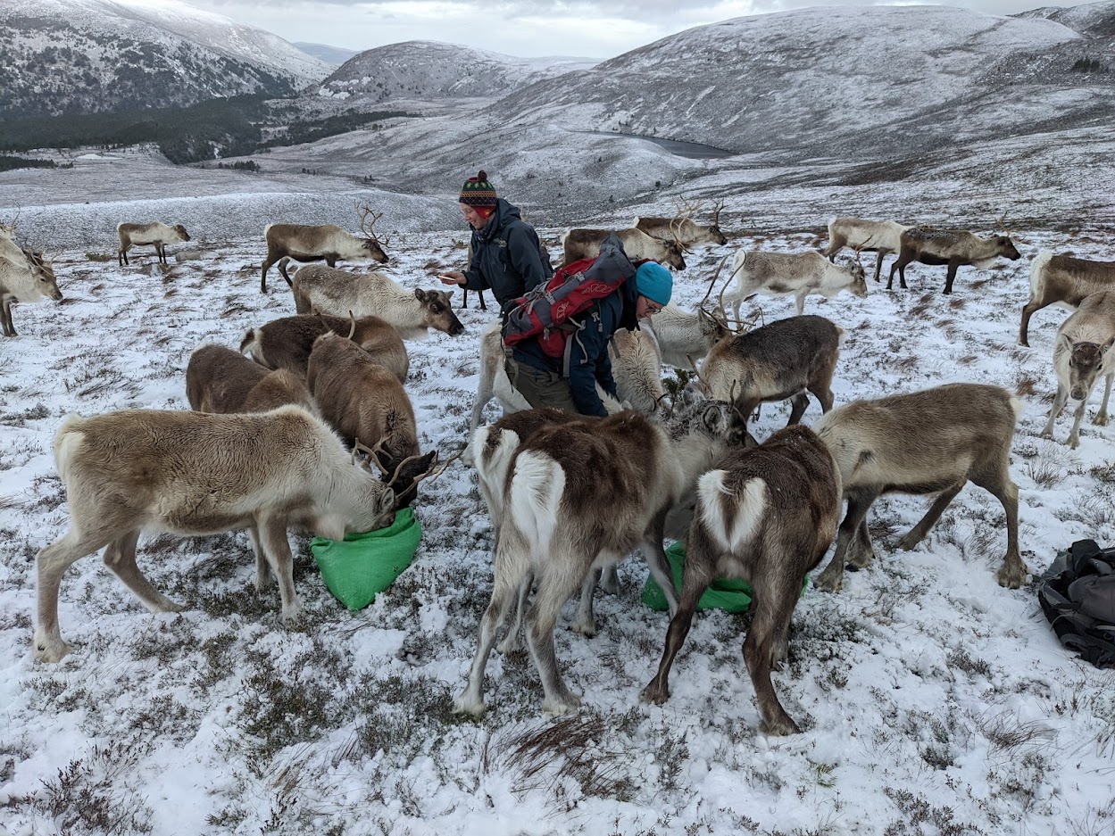 A typical day in the life of a reindeer herder - The Cairngorm Reindeer ...