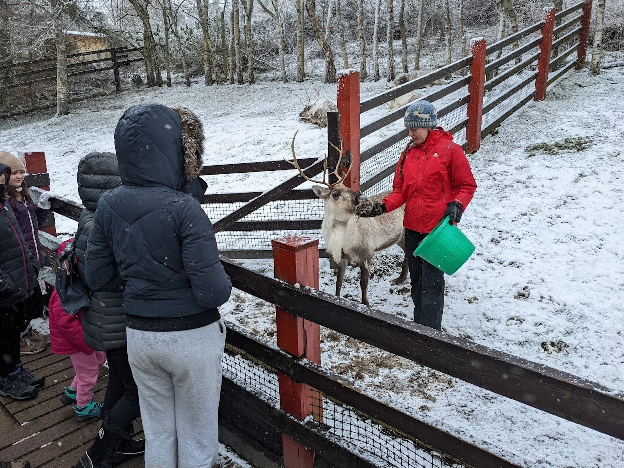 A typical day in the life of a reindeer herder - The Cairngorm Reindeer ...