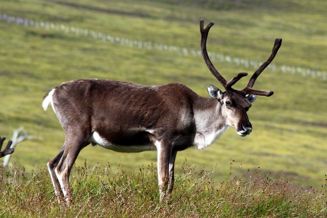Houdini - The Cairngorm Reindeer Herd