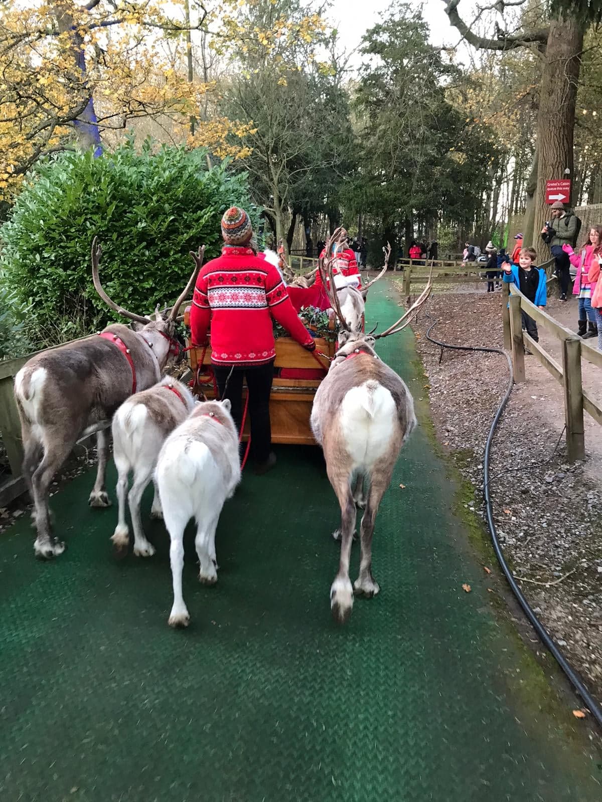 Houdini - The Cairngorm Reindeer Herd
