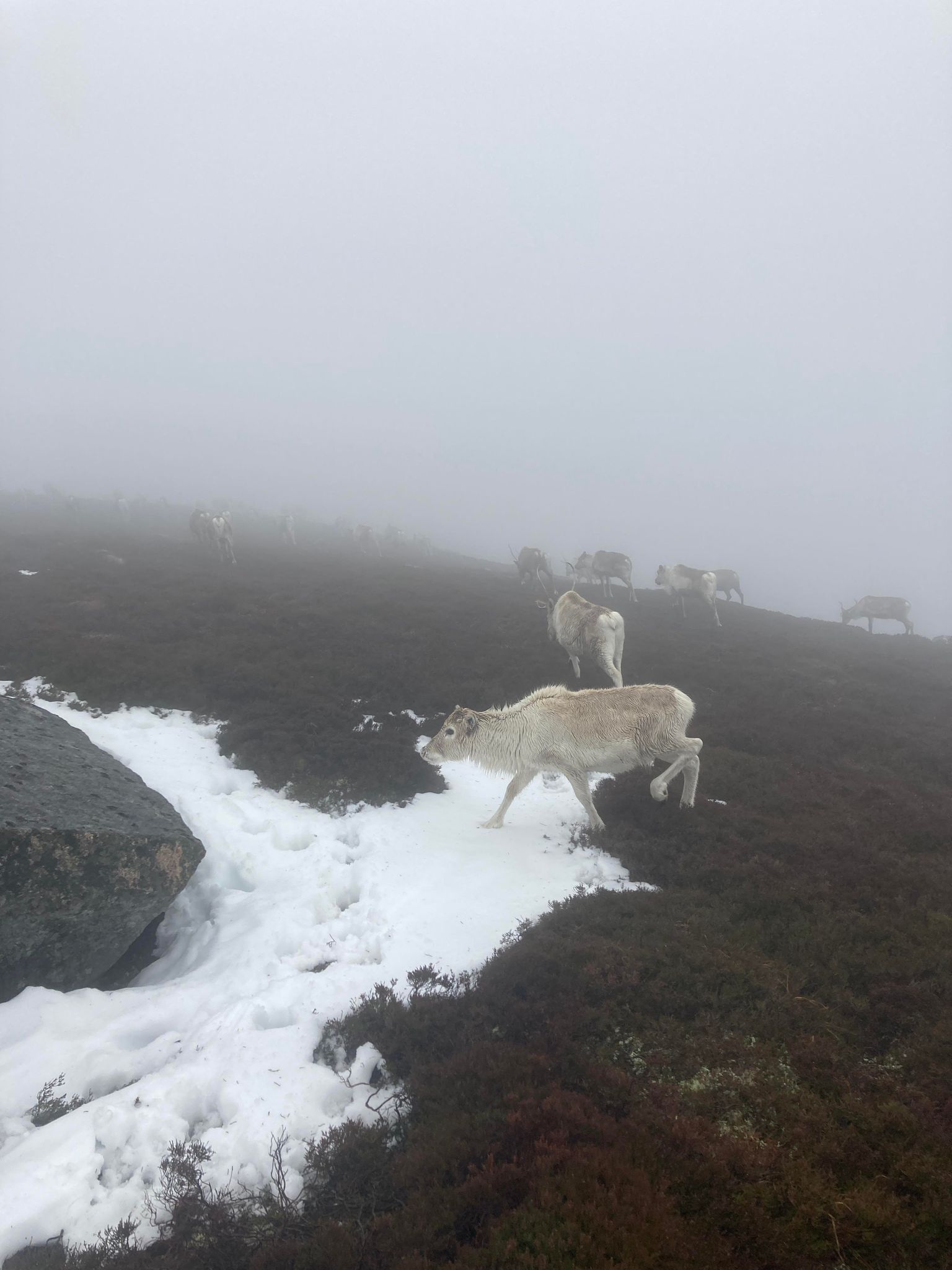 A misty morning collecting the free-range reindeer - The Cairngorm ...