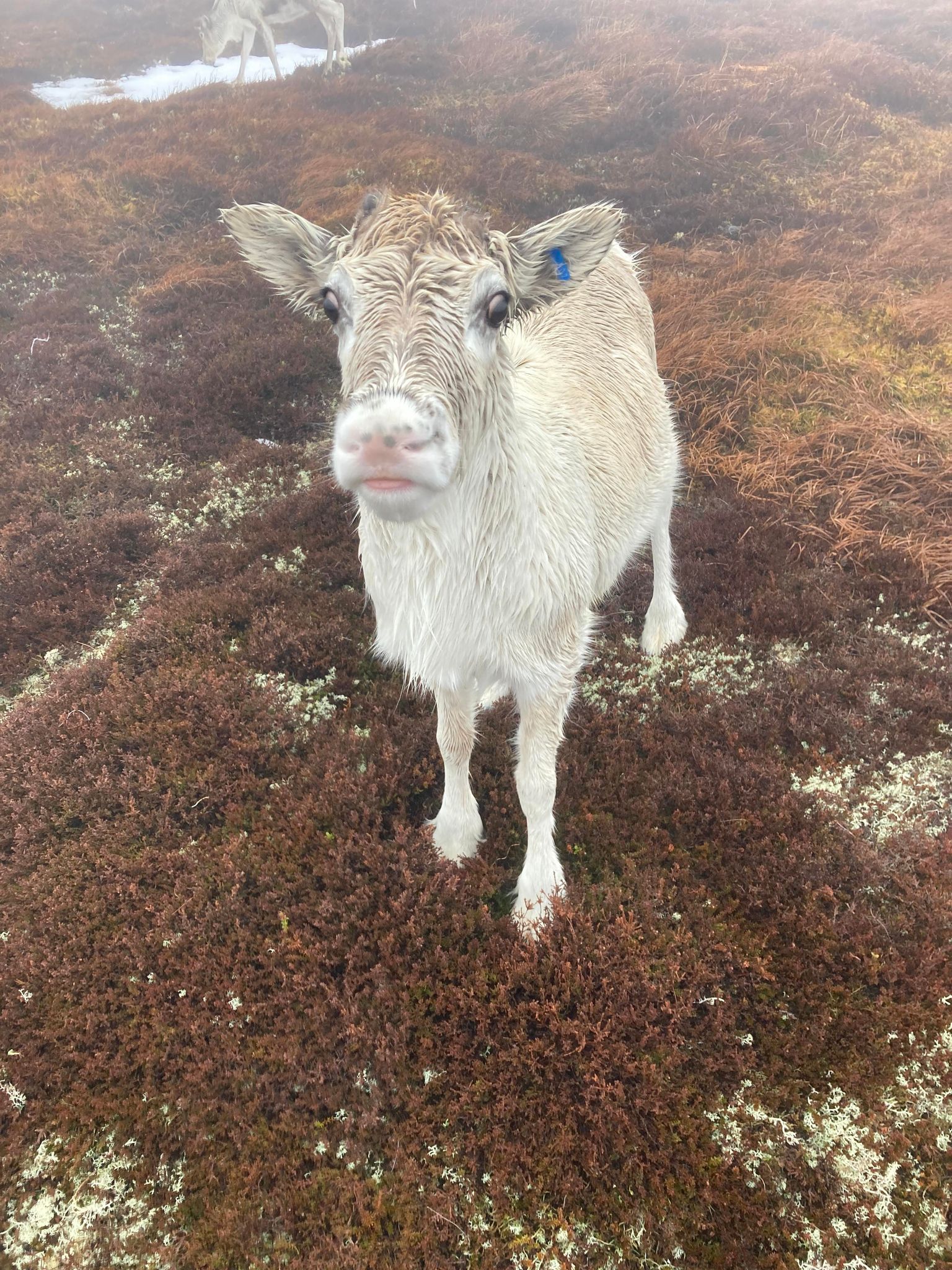 A misty morning collecting the free-range reindeer - The Cairngorm ...