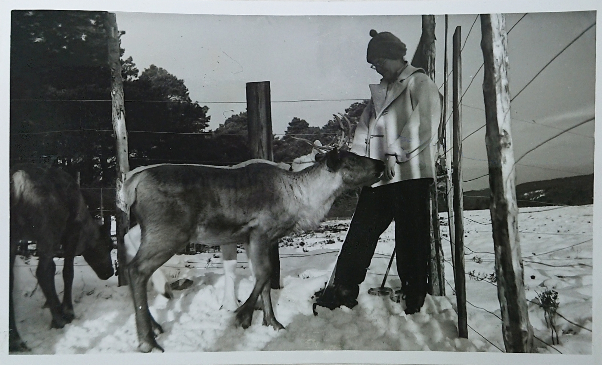 70 years ago today - The Cairngorm Reindeer Herd