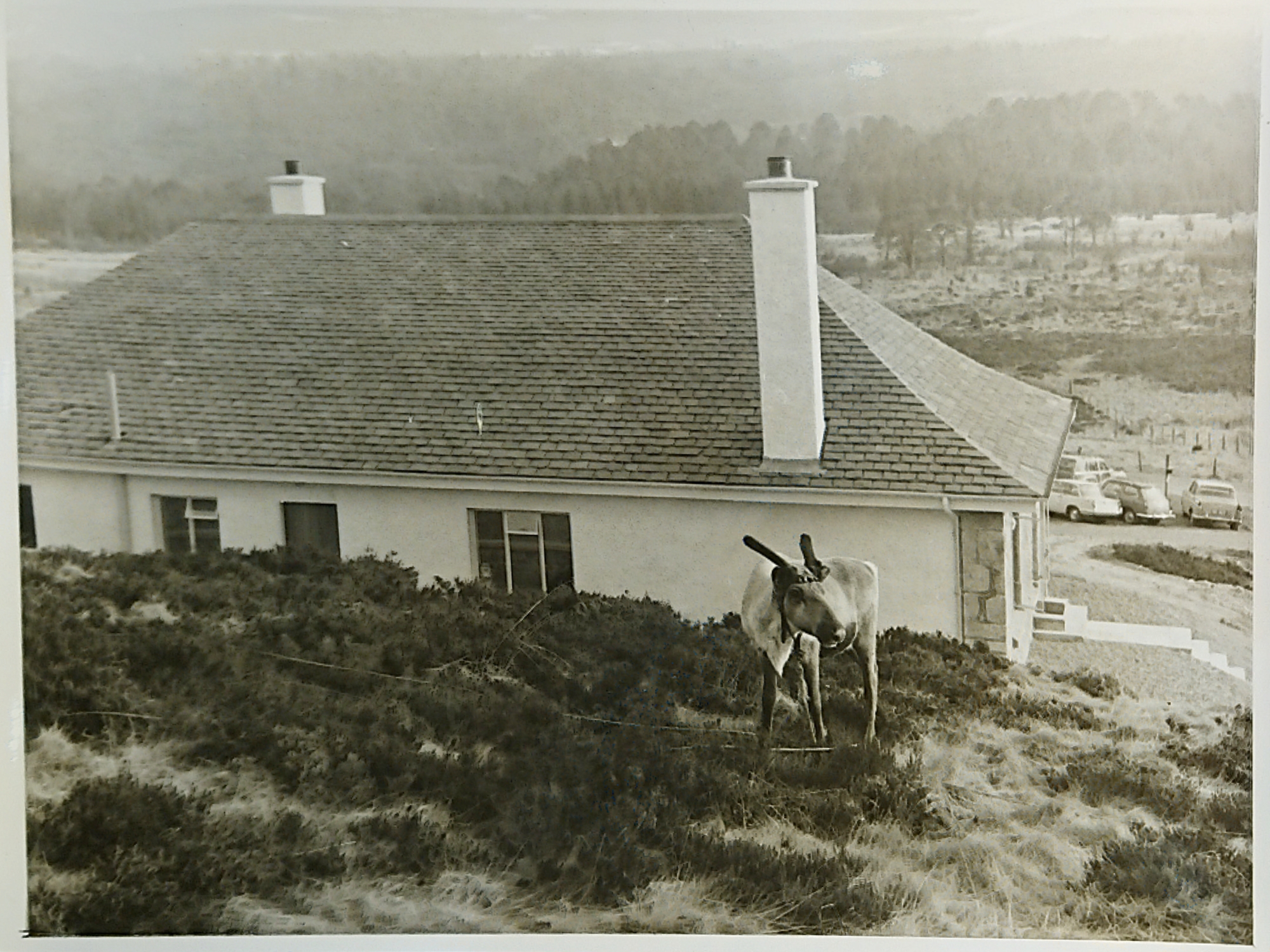 70 years ago today - The Cairngorm Reindeer Herd