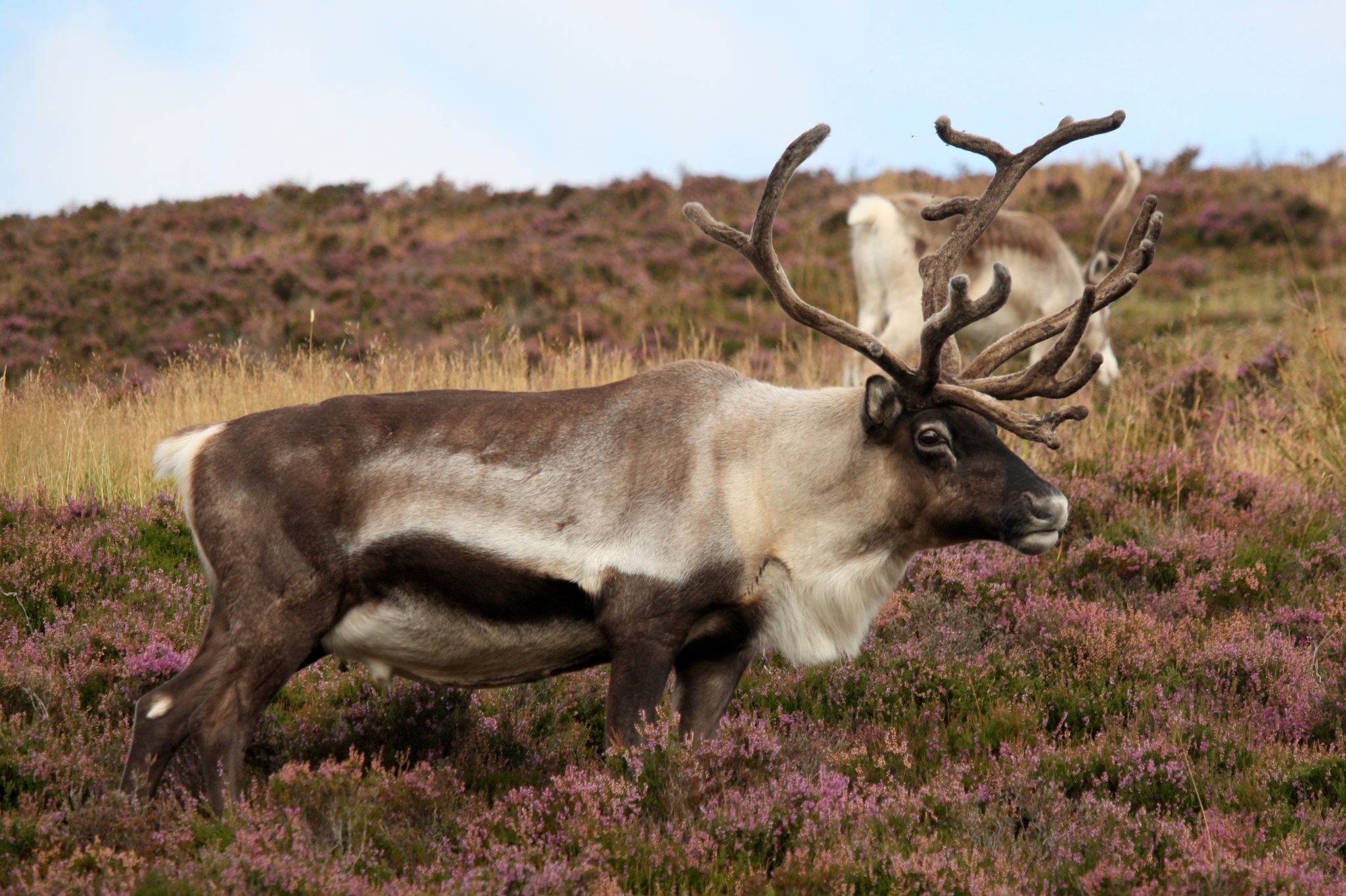 Naming Themes - The Cairngorm Reindeer Herd