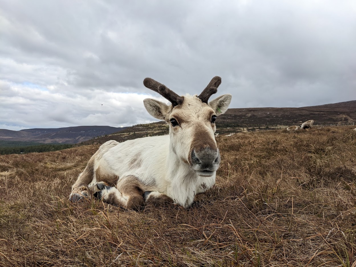Naming Themes - The Cairngorm Reindeer Herd