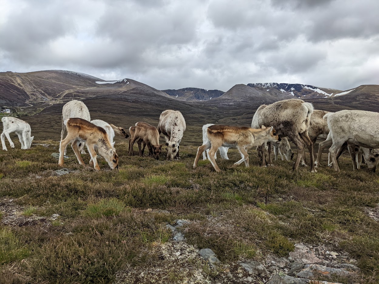 Blog - The Cairngorm Reindeer Herd