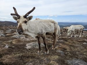 Blog - The Cairngorm Reindeer Herd