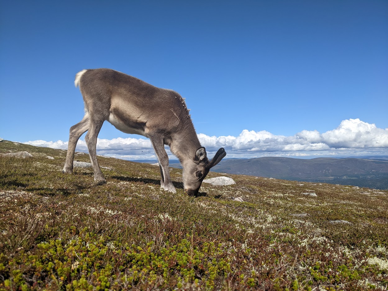 Finding Dante’s calf - The Cairngorm Reindeer Herd