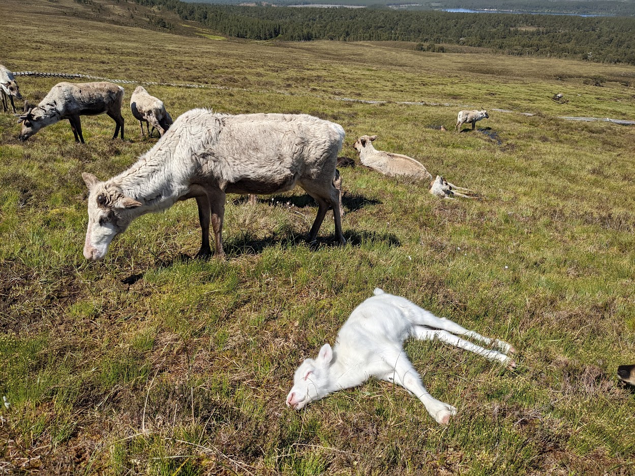 Sleeping Reindeer - The Cairngorm Reindeer Herd