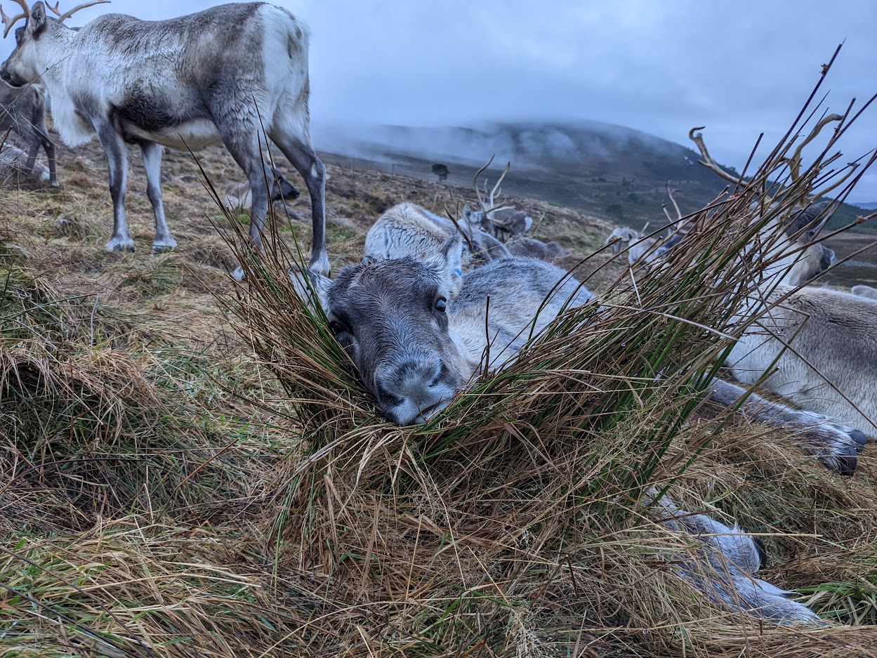 Sleeping Reindeer - The Cairngorm Reindeer Herd