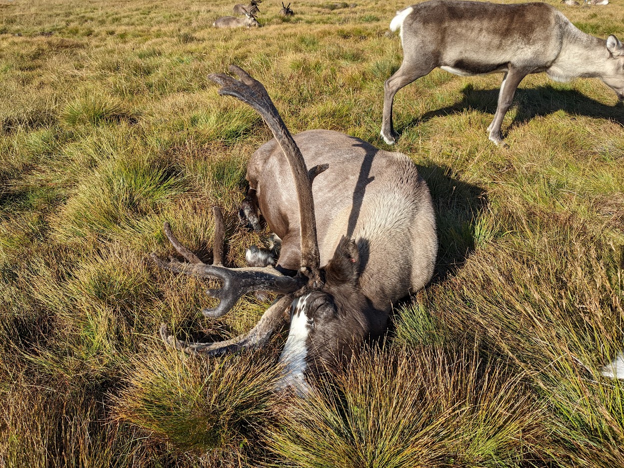 Sleeping Reindeer - The Cairngorm Reindeer Herd