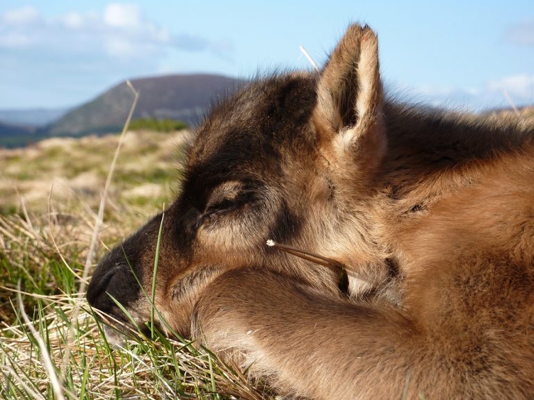 Hamish - The Cairngorm Reindeer Herd