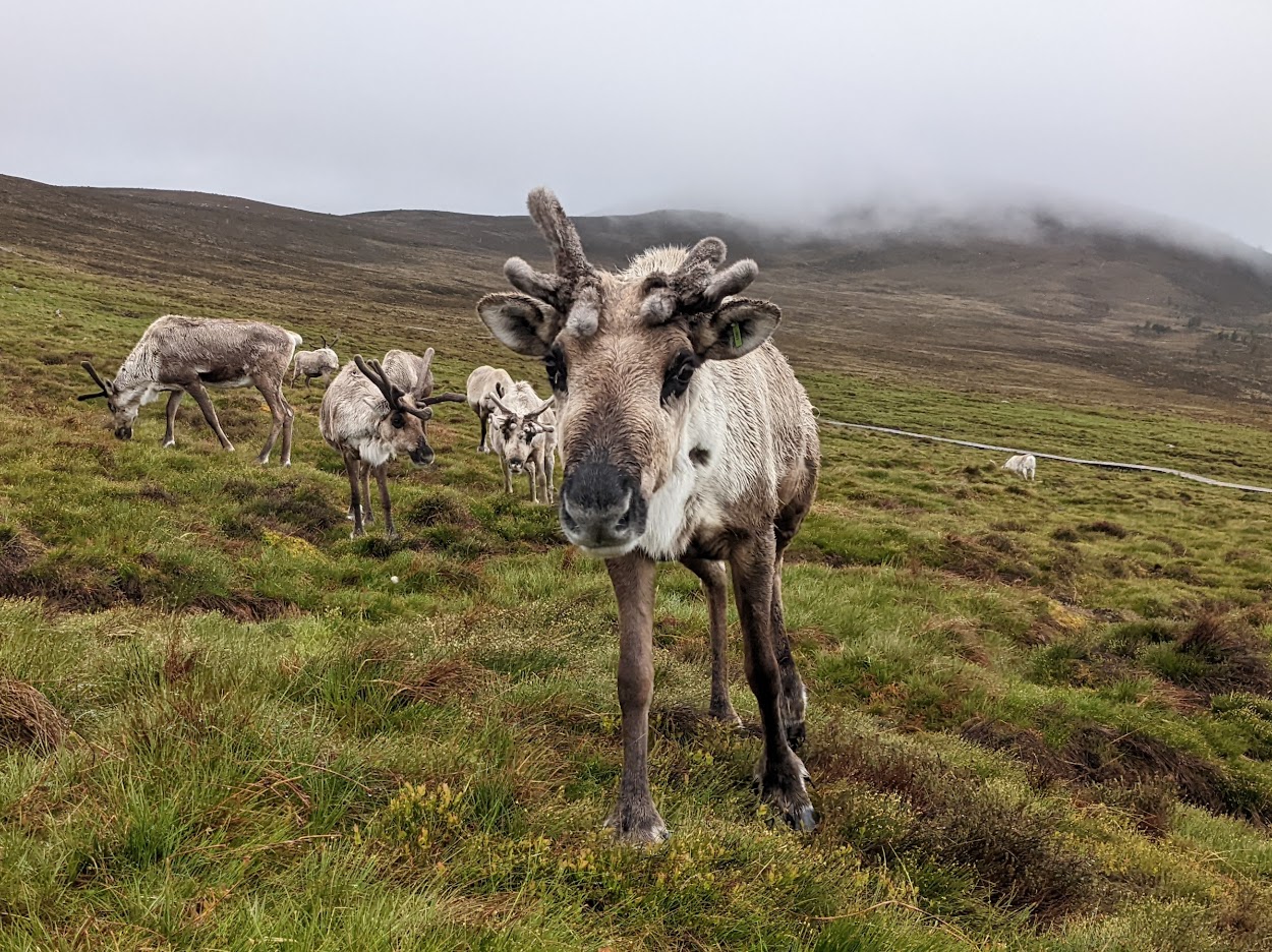 The Greediest Reindeer of 2022 - The Cairngorm Reindeer Herd
