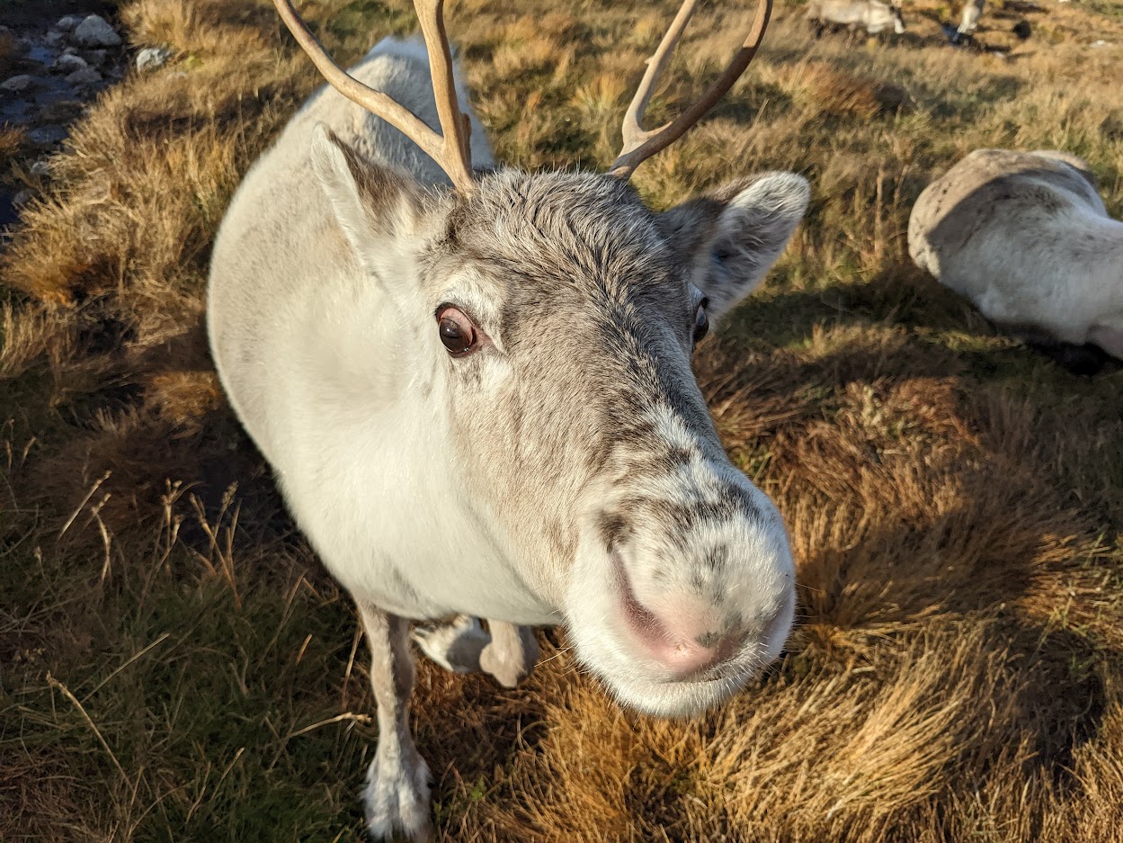 Volunteer Blog: Falling in love with reindeer - The Cairngorm Reindeer Herd