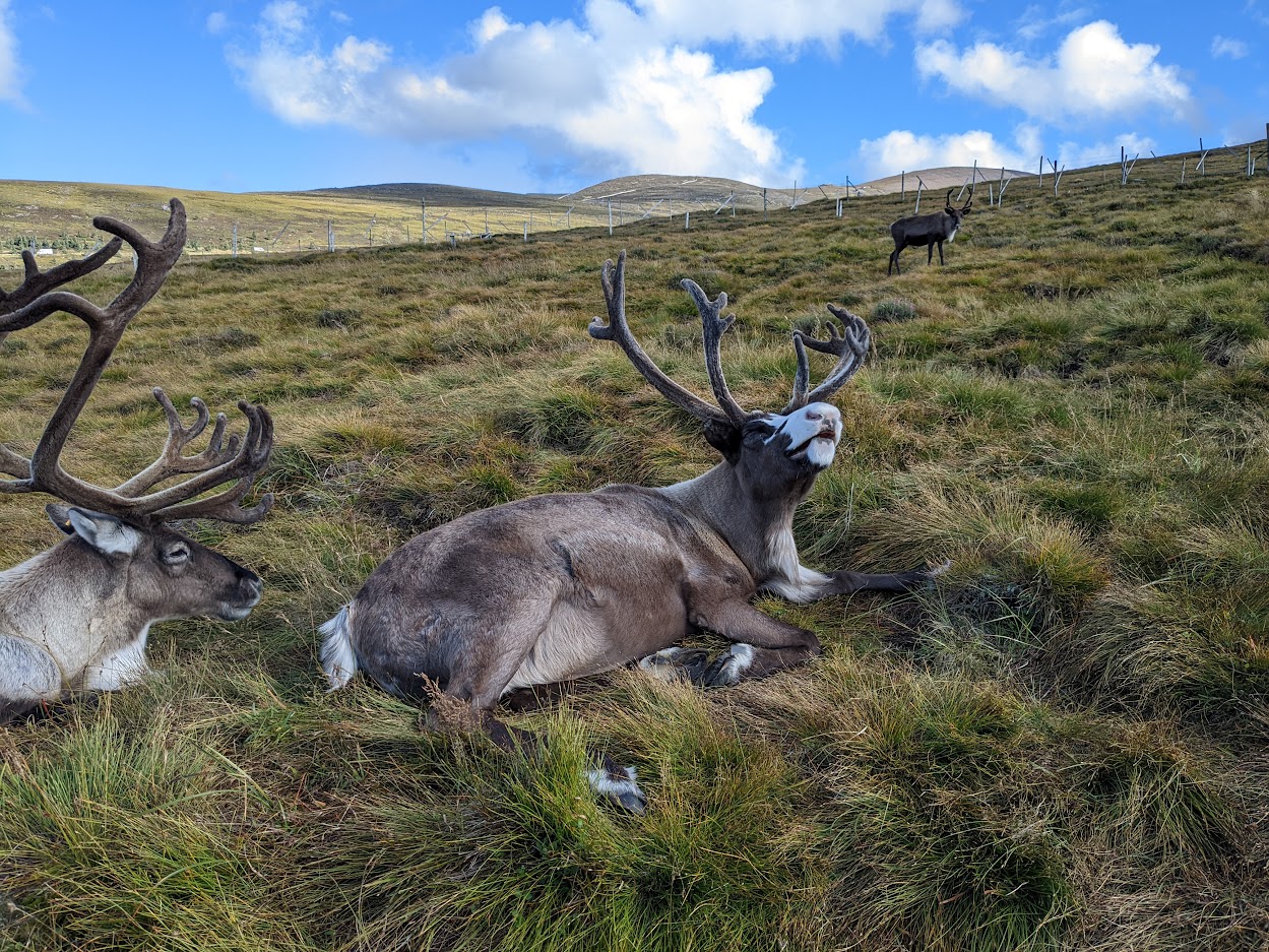 The Greediest Reindeer of 2022 - The Cairngorm Reindeer Herd
