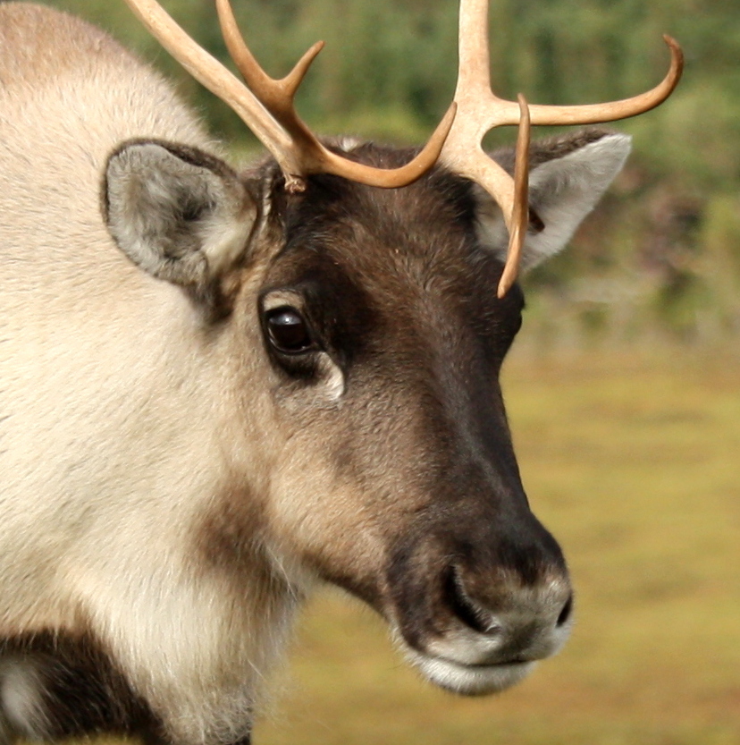 Adopt - The Cairngorm Reindeer Herd