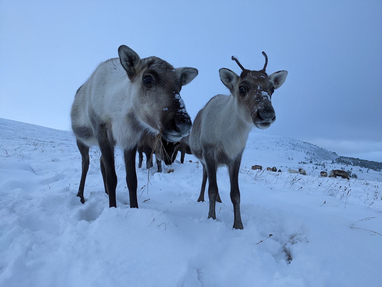 December 2022: photo blog! - The Cairngorm Reindeer Herd