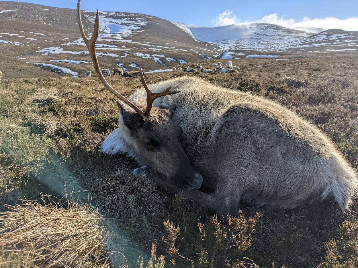 Sleeping Reindeer - The Cairngorm Reindeer Herd