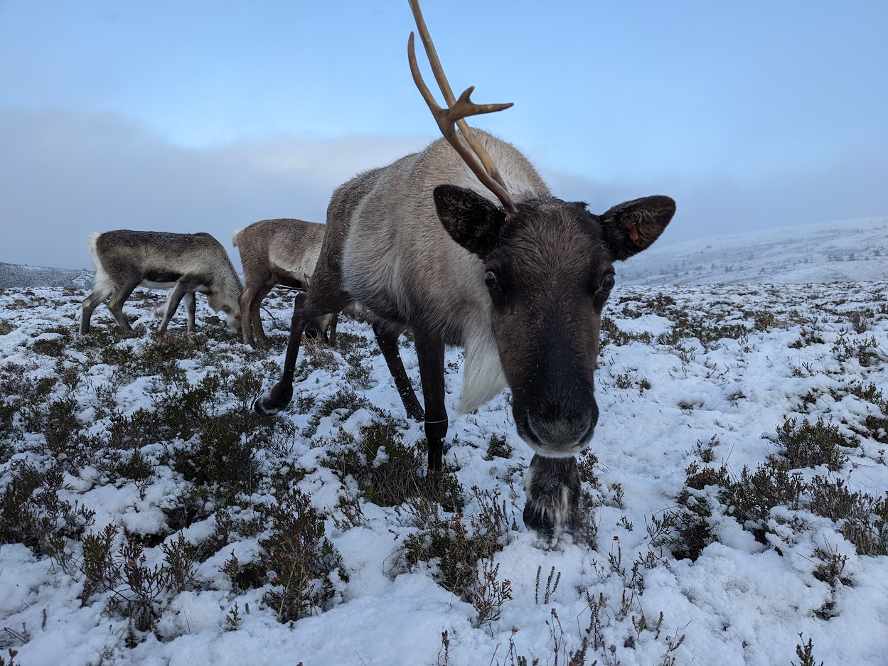 The Greediest Reindeer of 2022 - The Cairngorm Reindeer Herd
