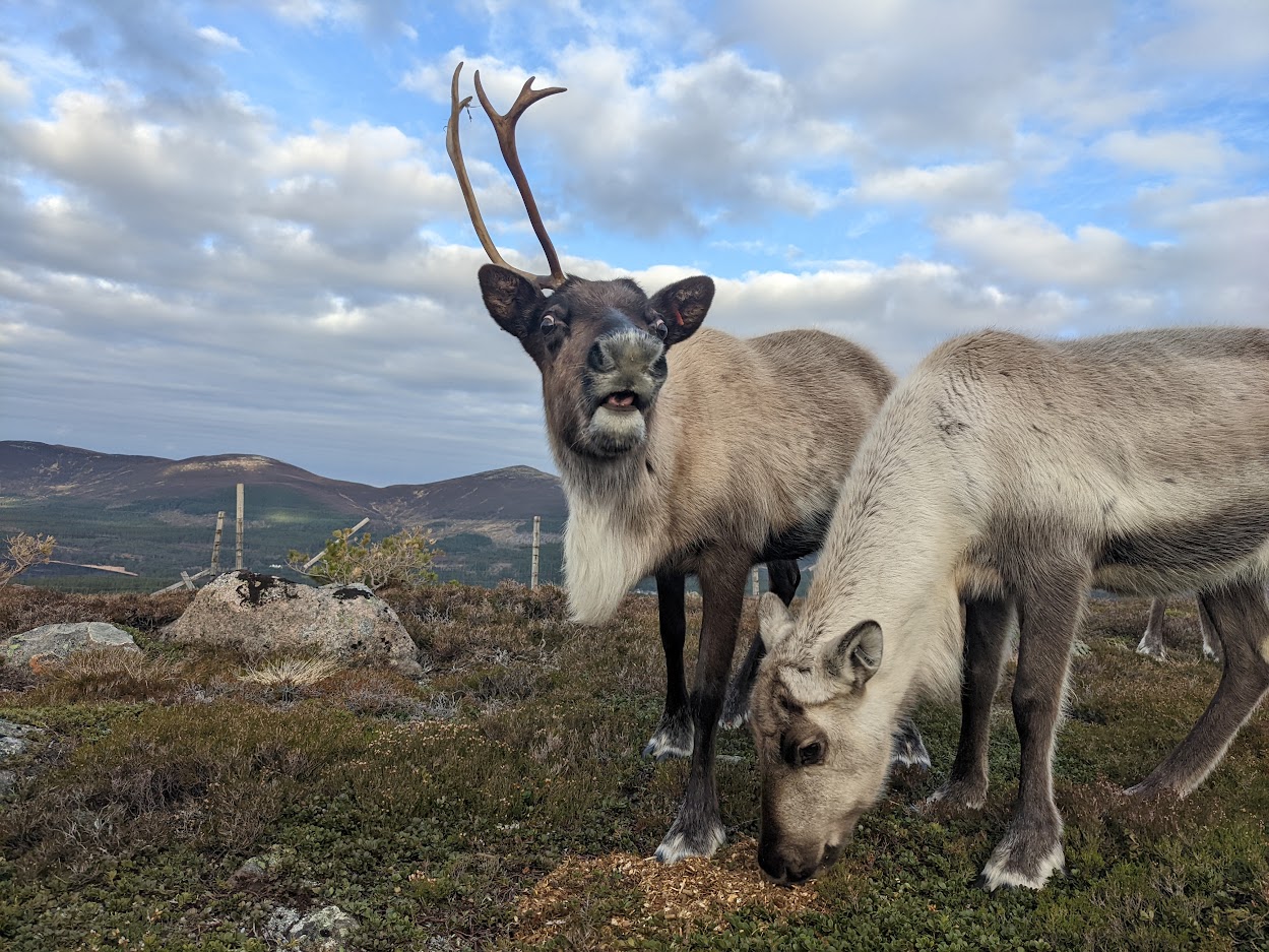 The Greediest Reindeer of 2022 - The Cairngorm Reindeer Herd