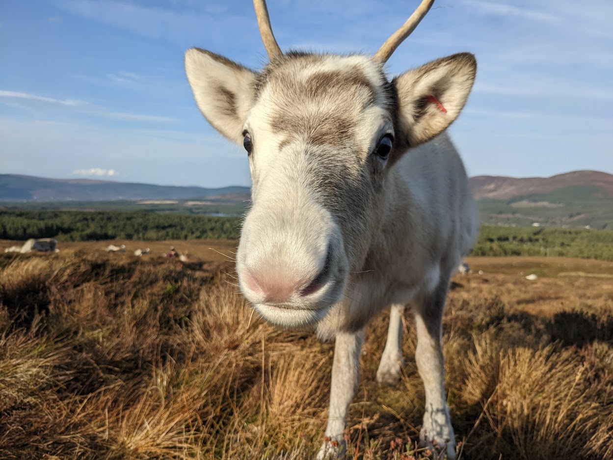 The Greediest Reindeer of 2022 - The Cairngorm Reindeer Herd