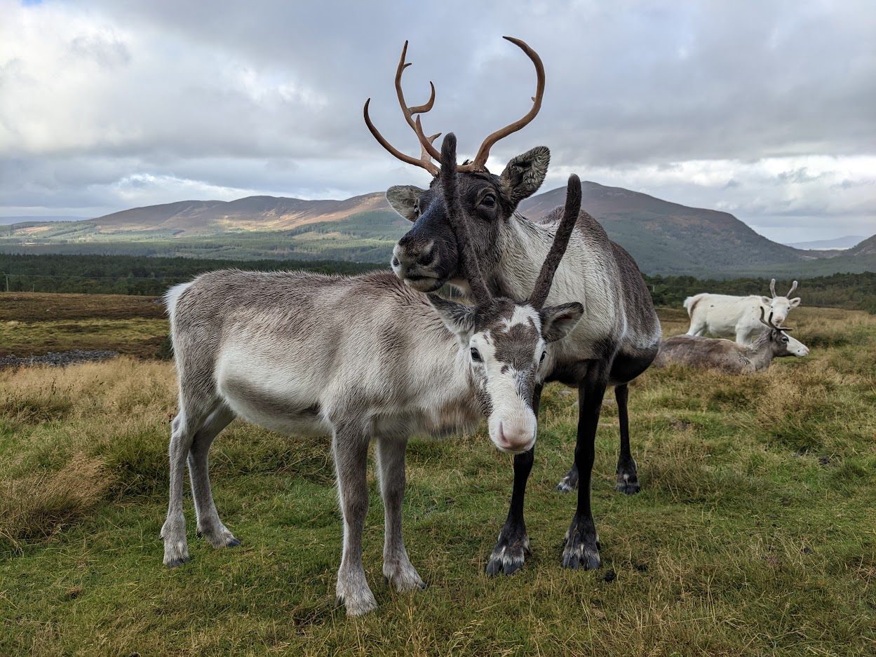 The Greediest Reindeer of 2022 - The Cairngorm Reindeer Herd