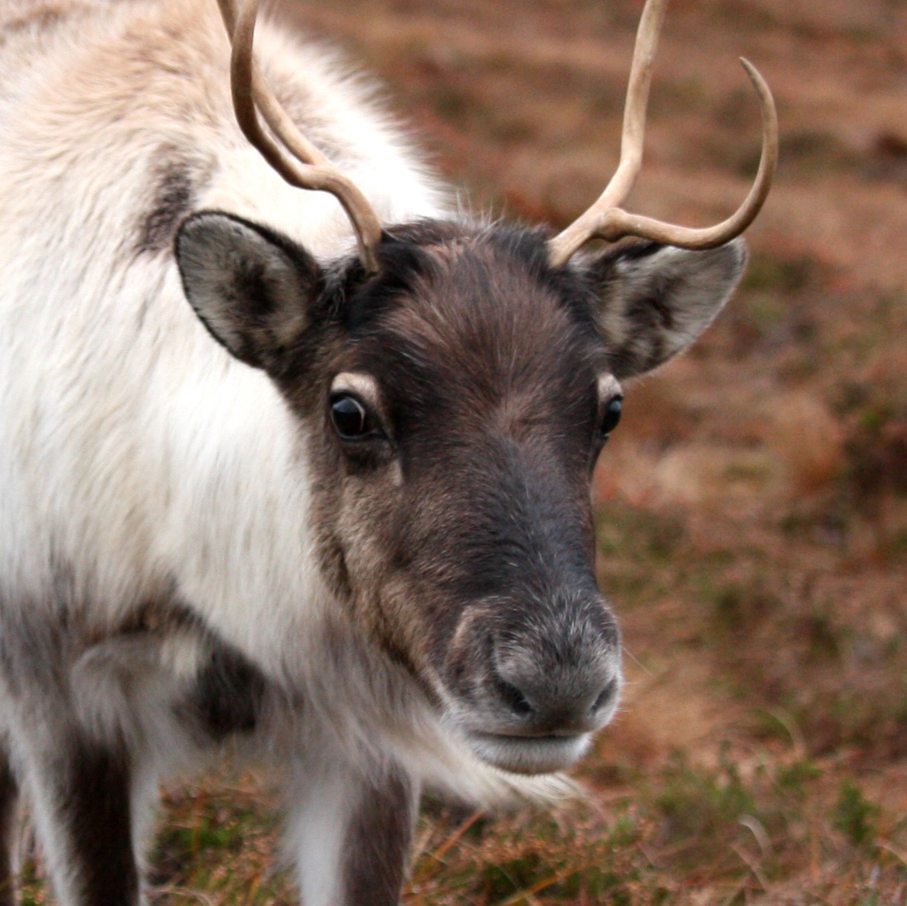 Adopt - The Cairngorm Reindeer Herd