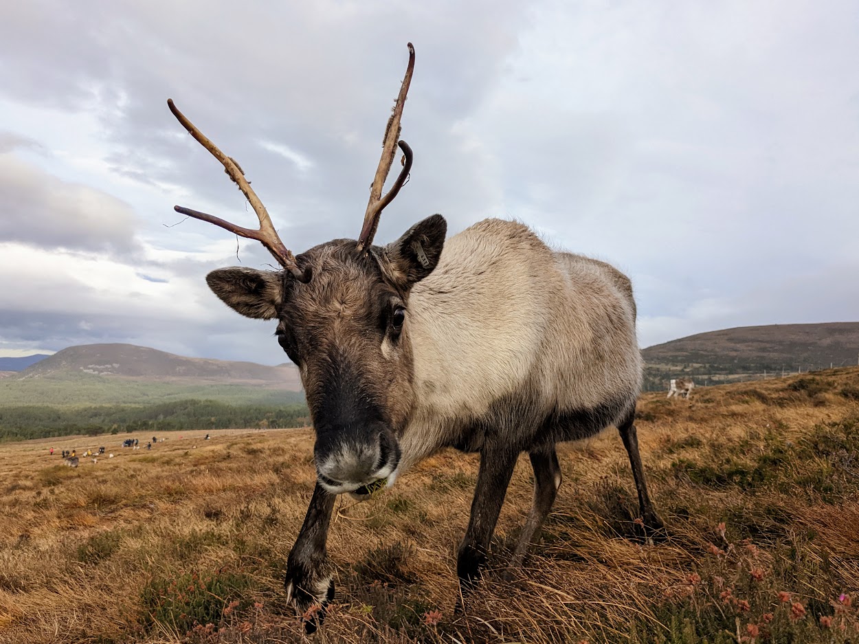 The Greediest Reindeer of 2022 – The Cairngorm Reindeer Herd