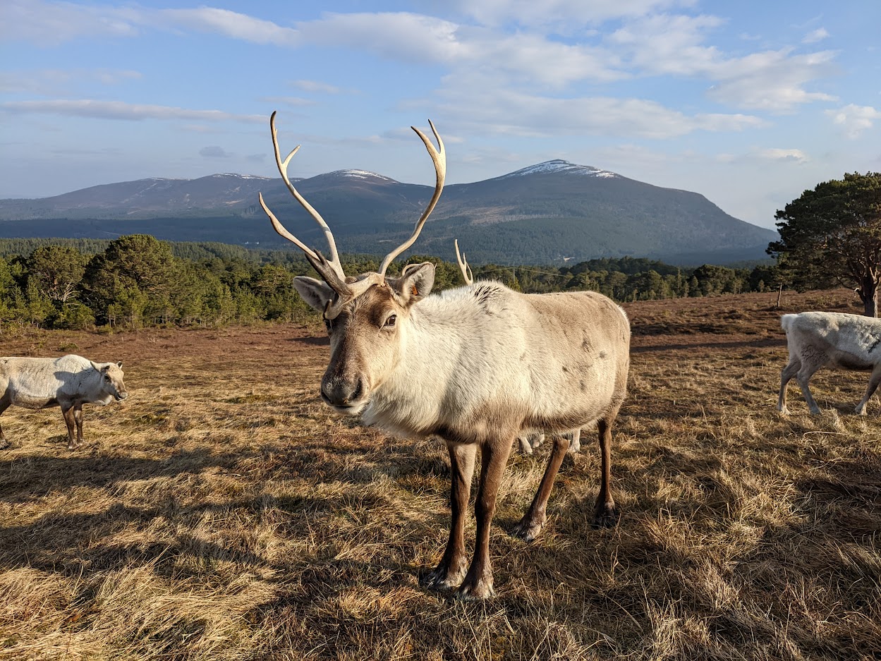 The Greediest Reindeer of 2022 - The Cairngorm Reindeer Herd