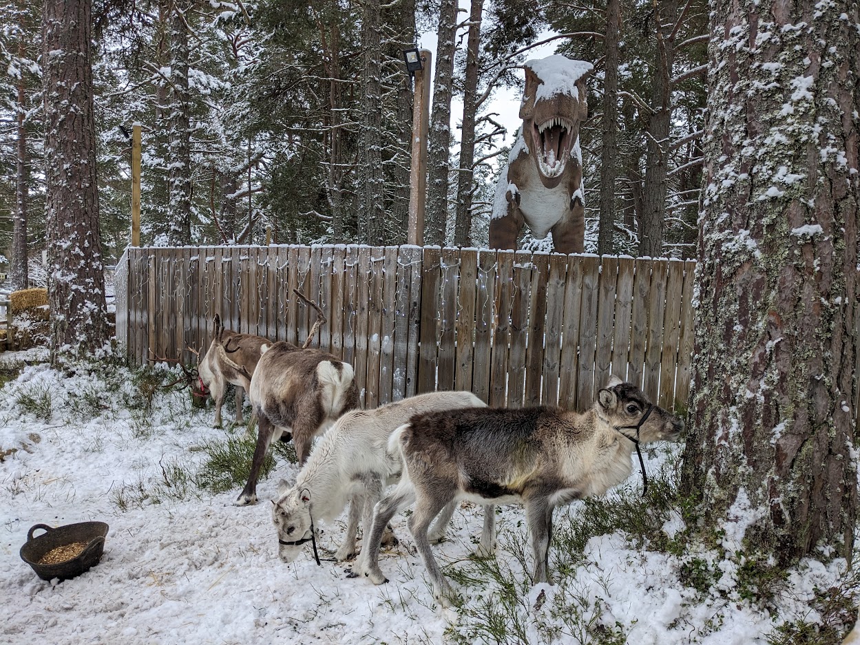 Reindeer House life - The Cairngorm Reindeer Herd