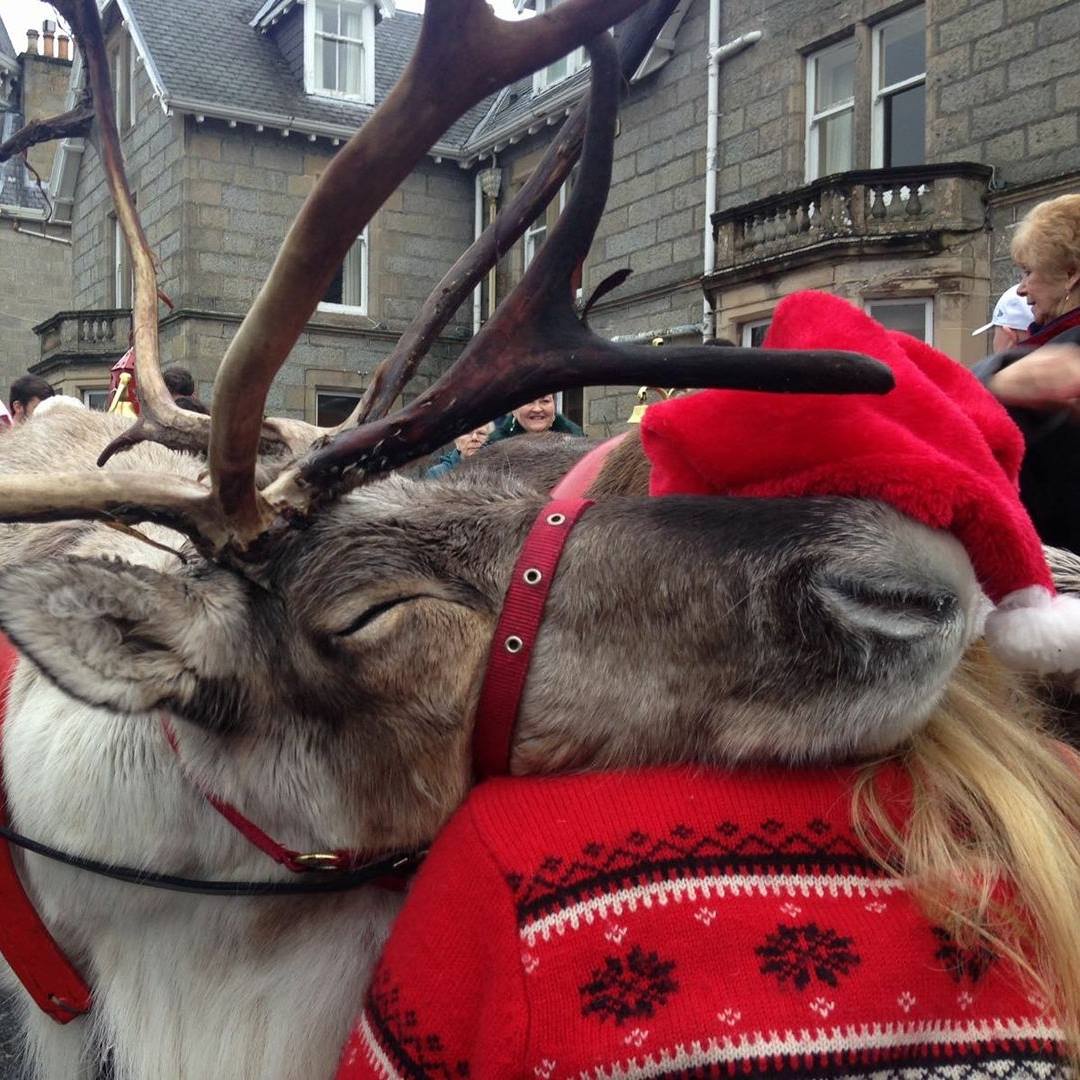 Sleeping Reindeer - The Cairngorm Reindeer Herd