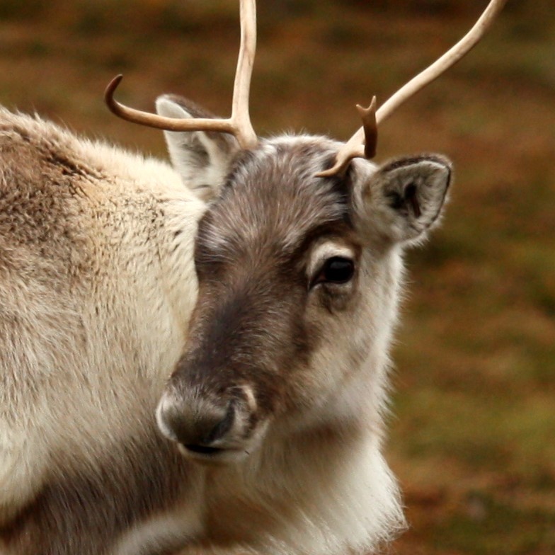 Adopt – The Cairngorm Reindeer Herd