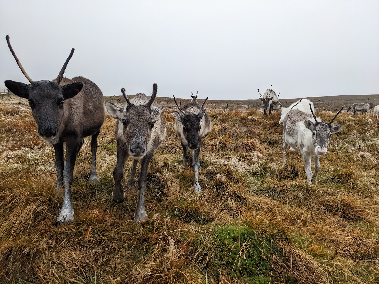Volunteer Blog: Falling in love with reindeer – The Cairngorm Reindeer Herd