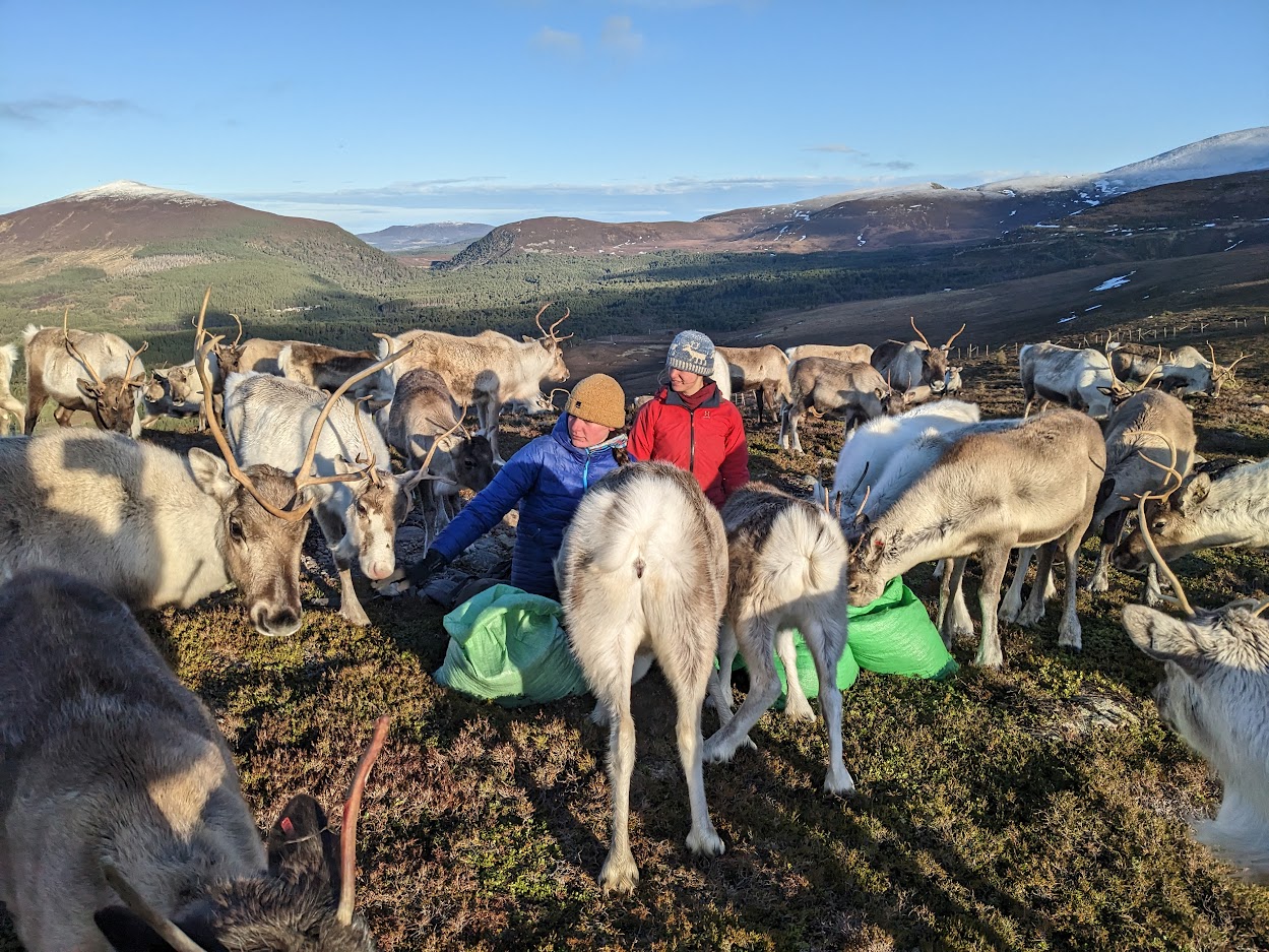 January, 2023 - The Cairngorm Reindeer Herd