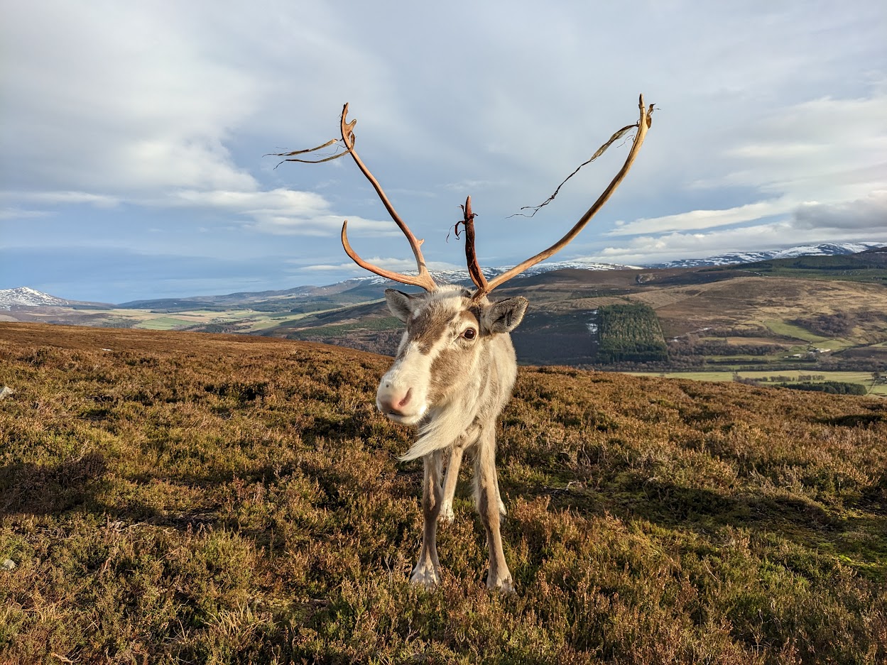 Photo blog: January 2023 - The Cairngorm Reindeer Herd