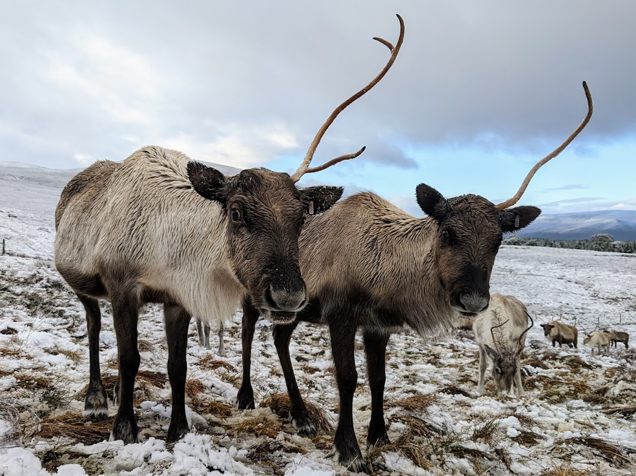 Mini-me Reindeer - The Cairngorm Reindeer Herd