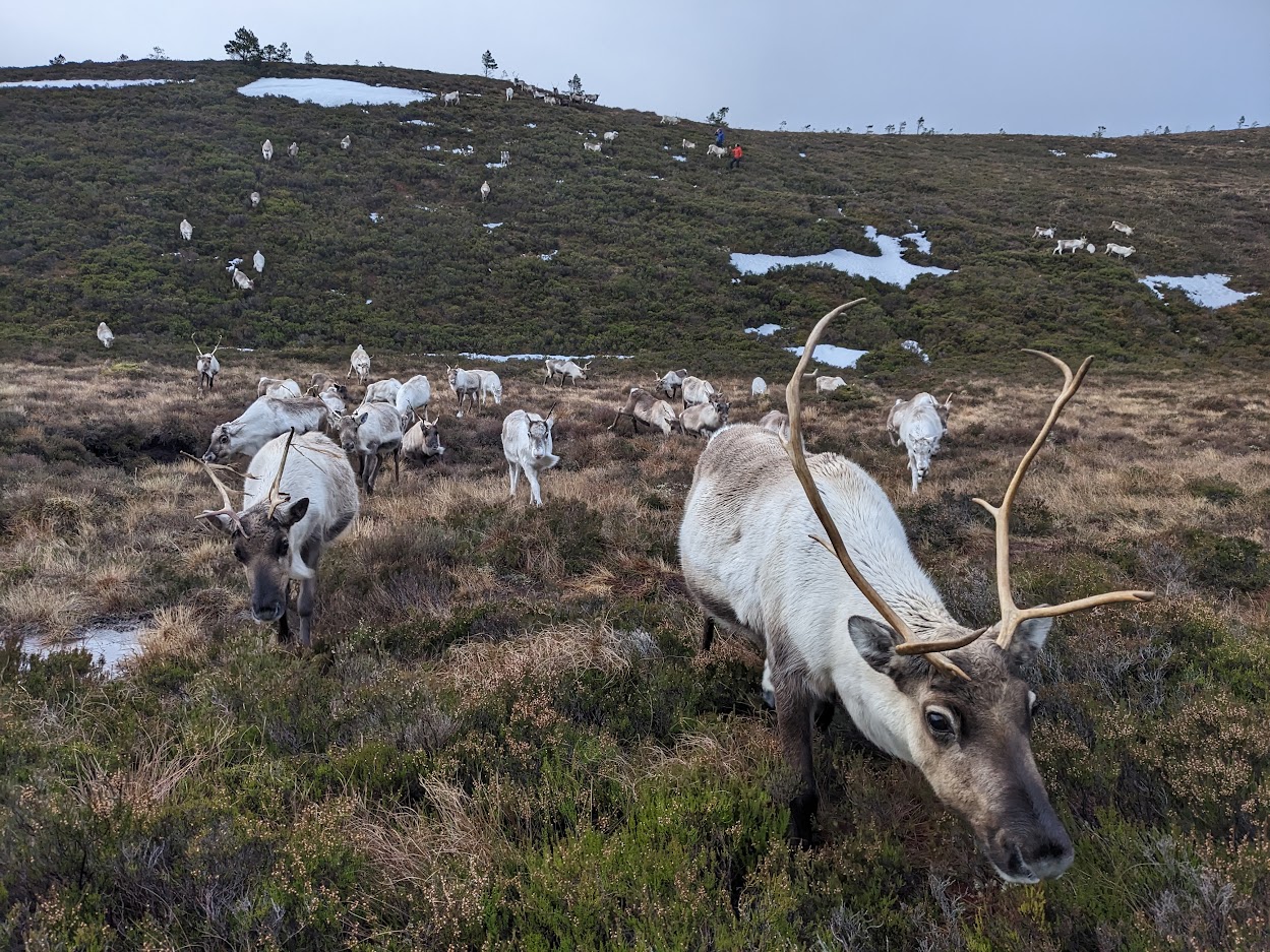 Photo blog: January 2023 – The Cairngorm Reindeer Herd