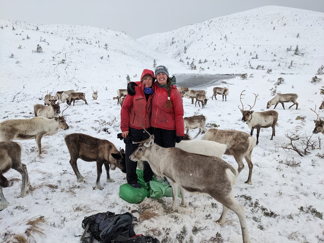 Photo blog: January 2023 - The Cairngorm Reindeer Herd